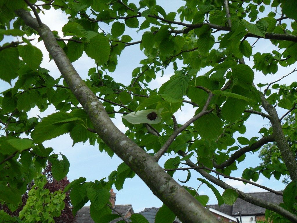 News | Tim Fowler Garden Design